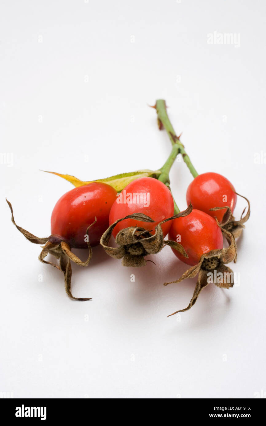 Rose sprig hi-res stock photography and images - Alamy