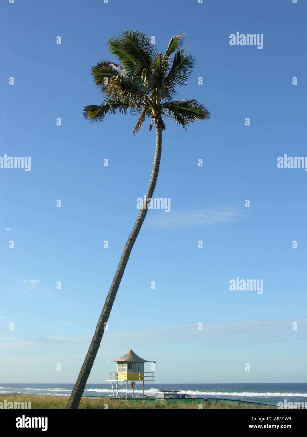 Palm tree and beach watchtower Goldcoast Queensland Australia Stock ...