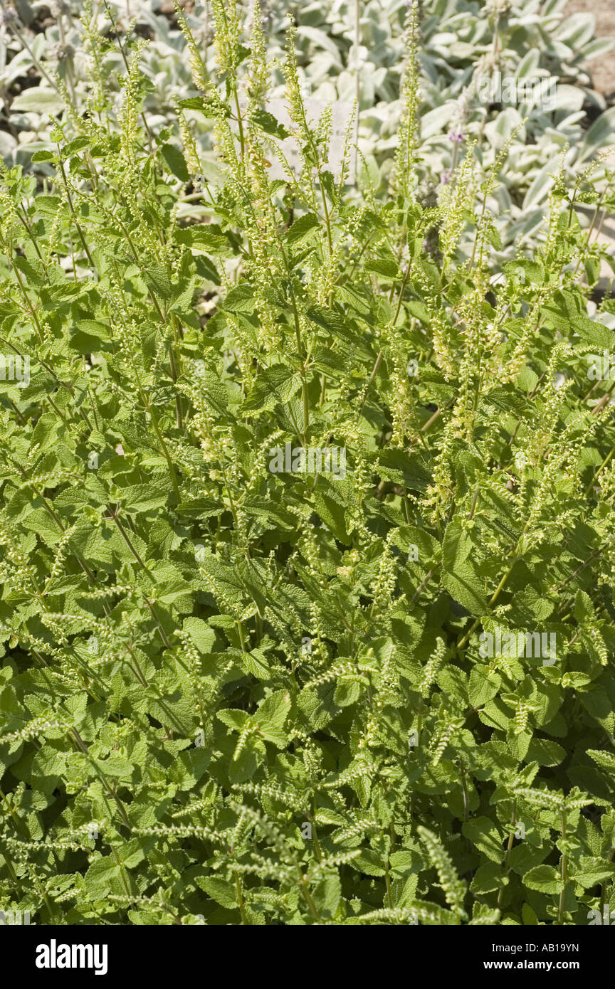 Green plant of woodland germander - Teucrium scorodonia Stock Photo - Alamy