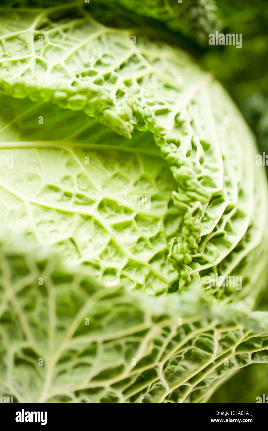 Savoy cabbage close up FoodCollection Stock Photo - Alamy