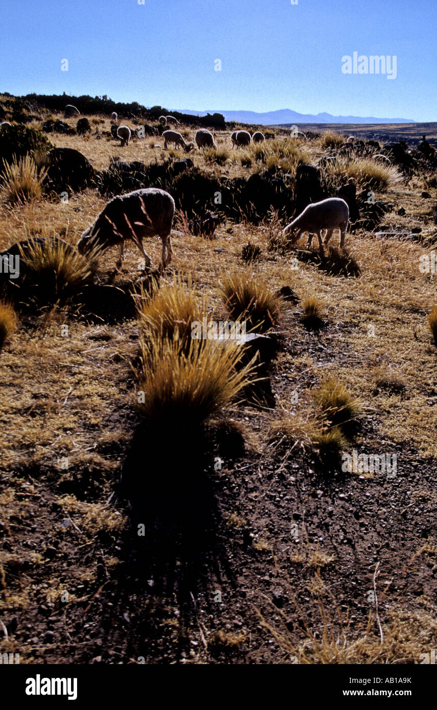 Incan funerary towers chullpas of the Colla people on Lake Umayo near ...