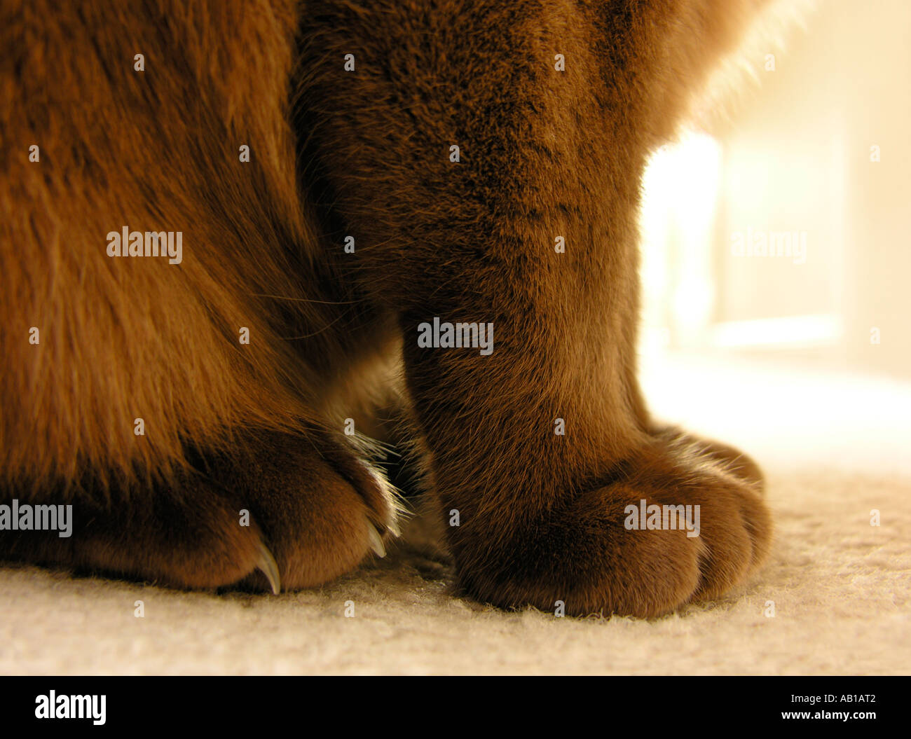 Siamese cat legs and paws on floor carpet Stock Photo - Alamy