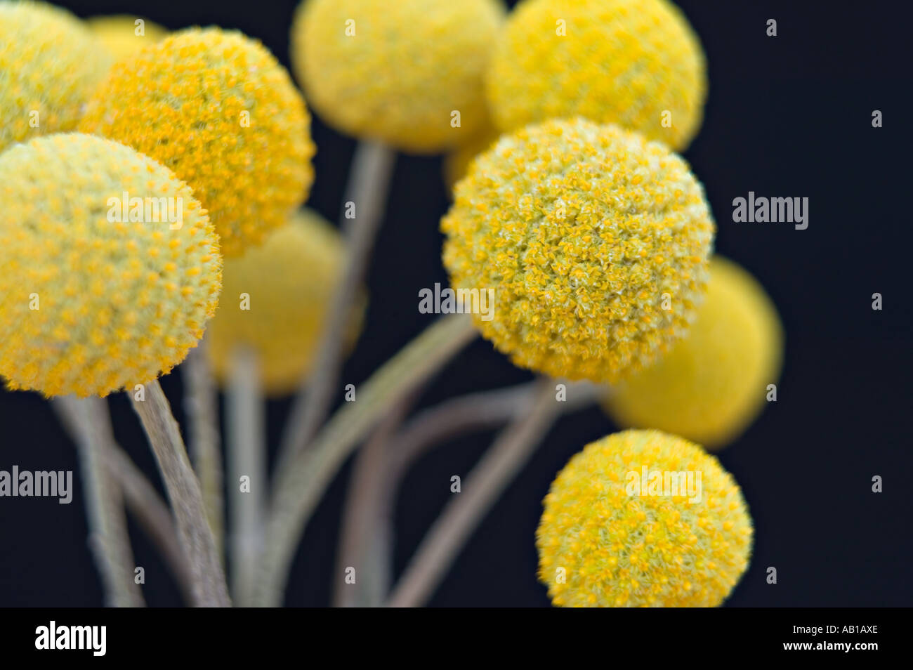 Craspedia beauty billy buttons flower hi-res stock photography and ...