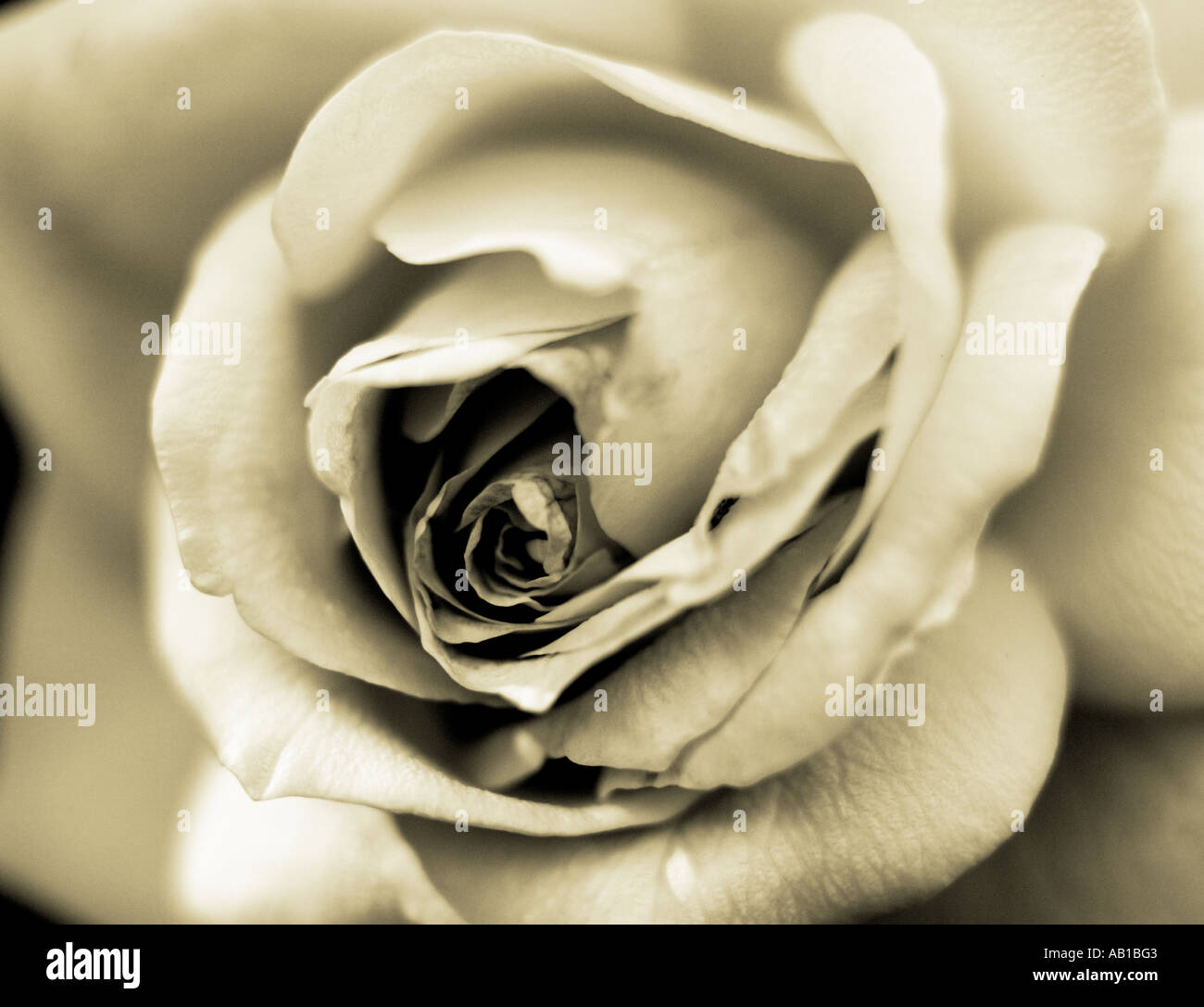 Radiant Perfume Rose Stock Photo - Alamy