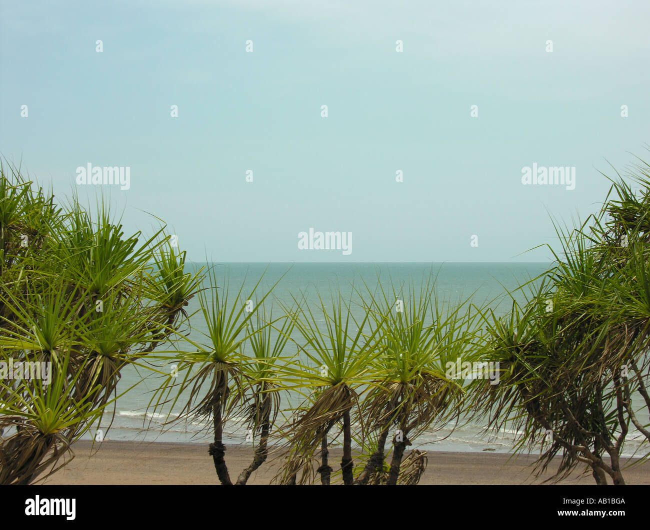 Several pandanus hi-res stock photography and images - Alamy