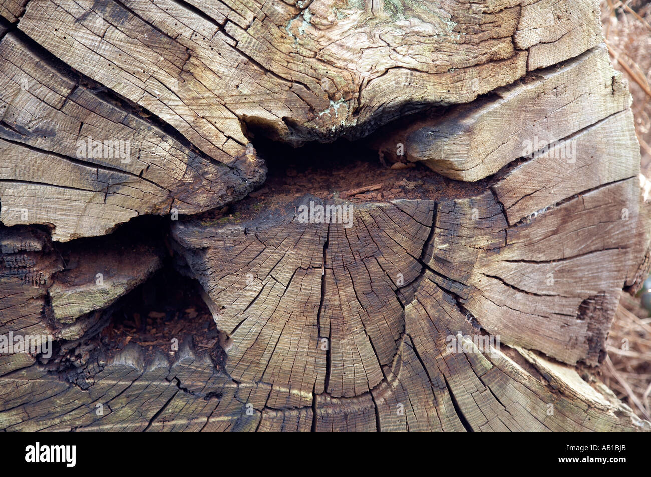 Old Tree Trunk Stock Photo - Alamy