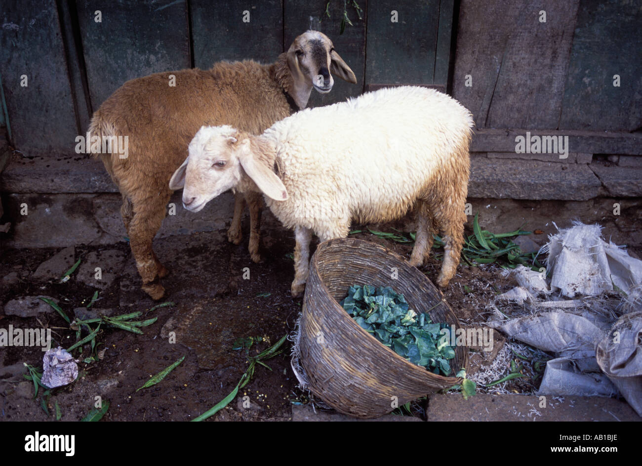 Goats feeding on garbage in a backstreet in Mysore, karnataka, India ...