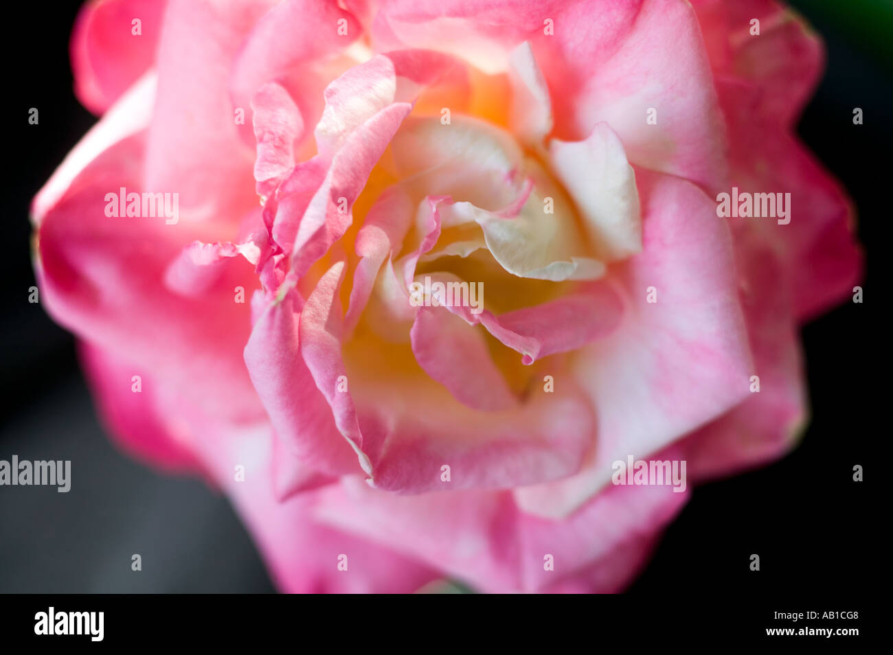 French perfume rose hi-res stock photography and images - Alamy