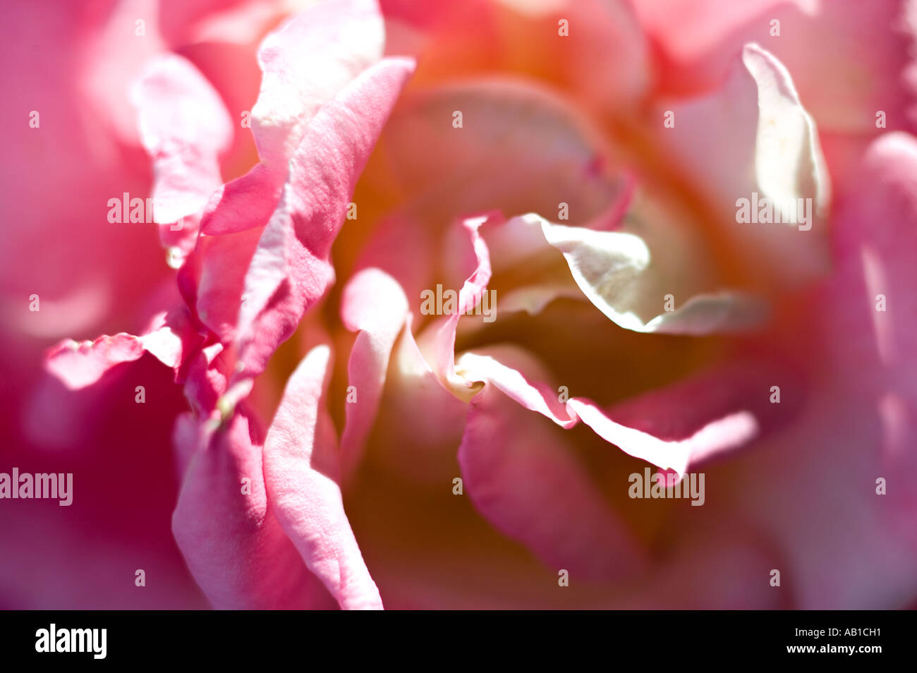 French Perfume Rose Stock Photo - Alamy