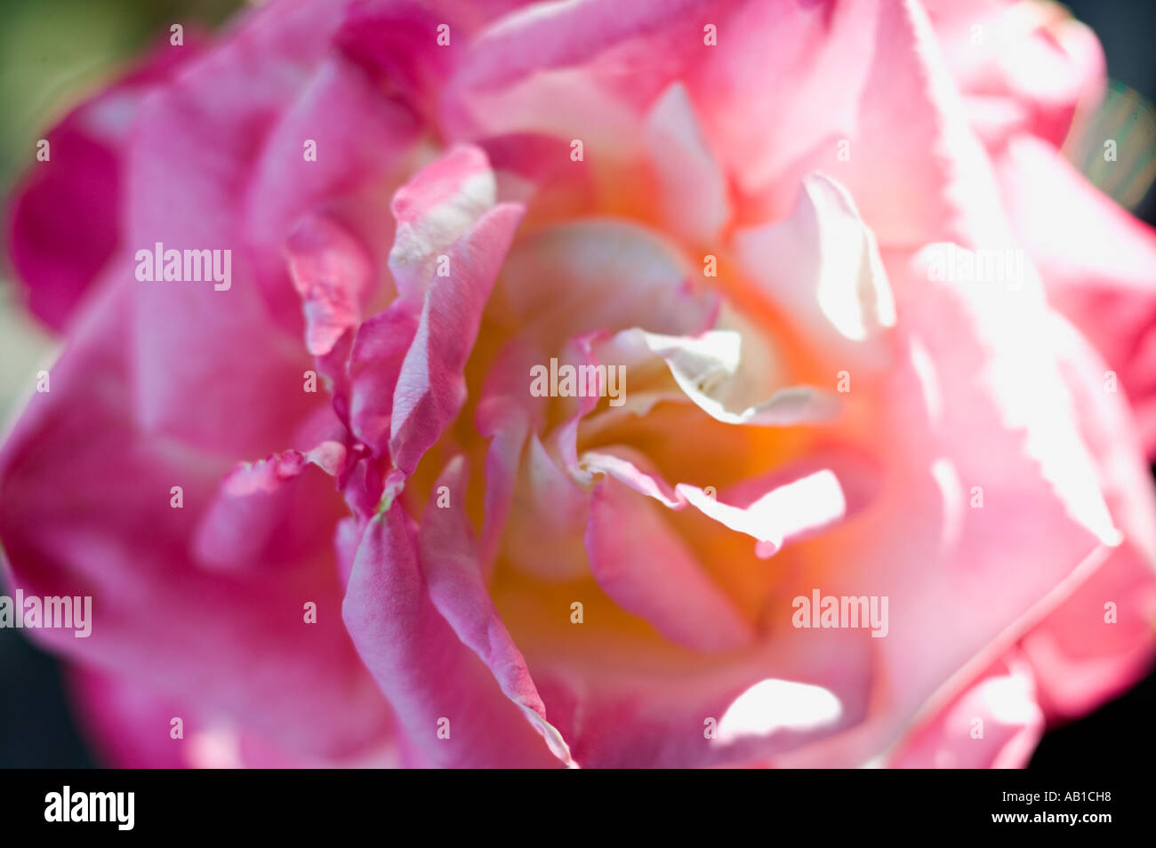 French Perfume Rose Stock Photo - Alamy