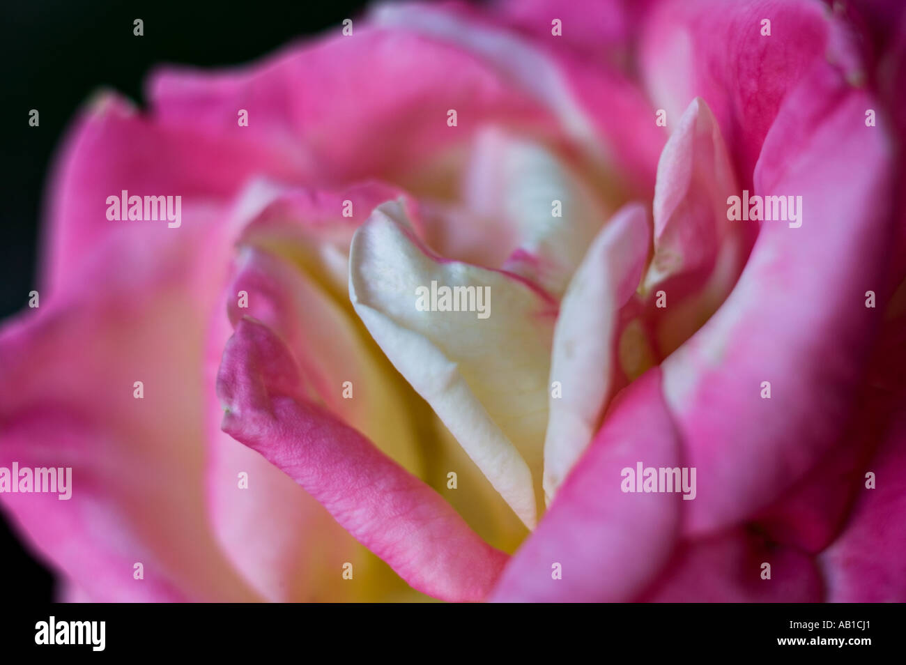 French Perfume Rose Stock Photo - Alamy