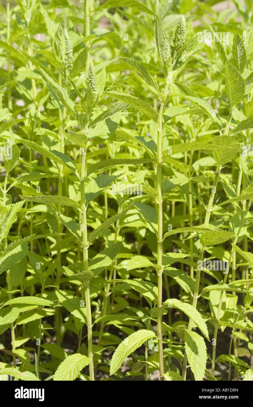 Green plant of Canada germander - Teucrium canadense Stock Photo - Alamy