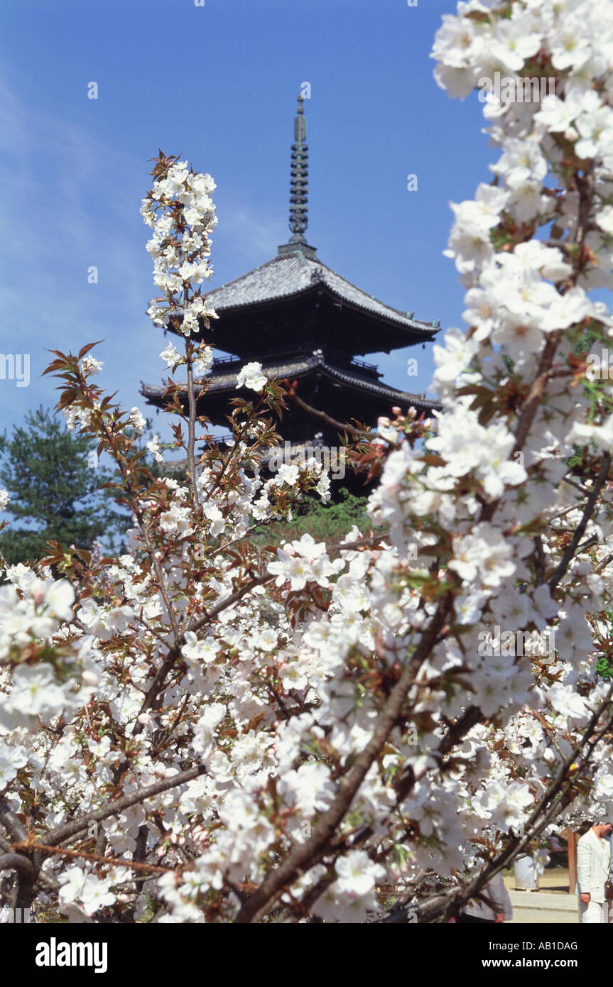 Ninnaji Temple Kyoto Prefecture Japan Stock Photo - Alamy