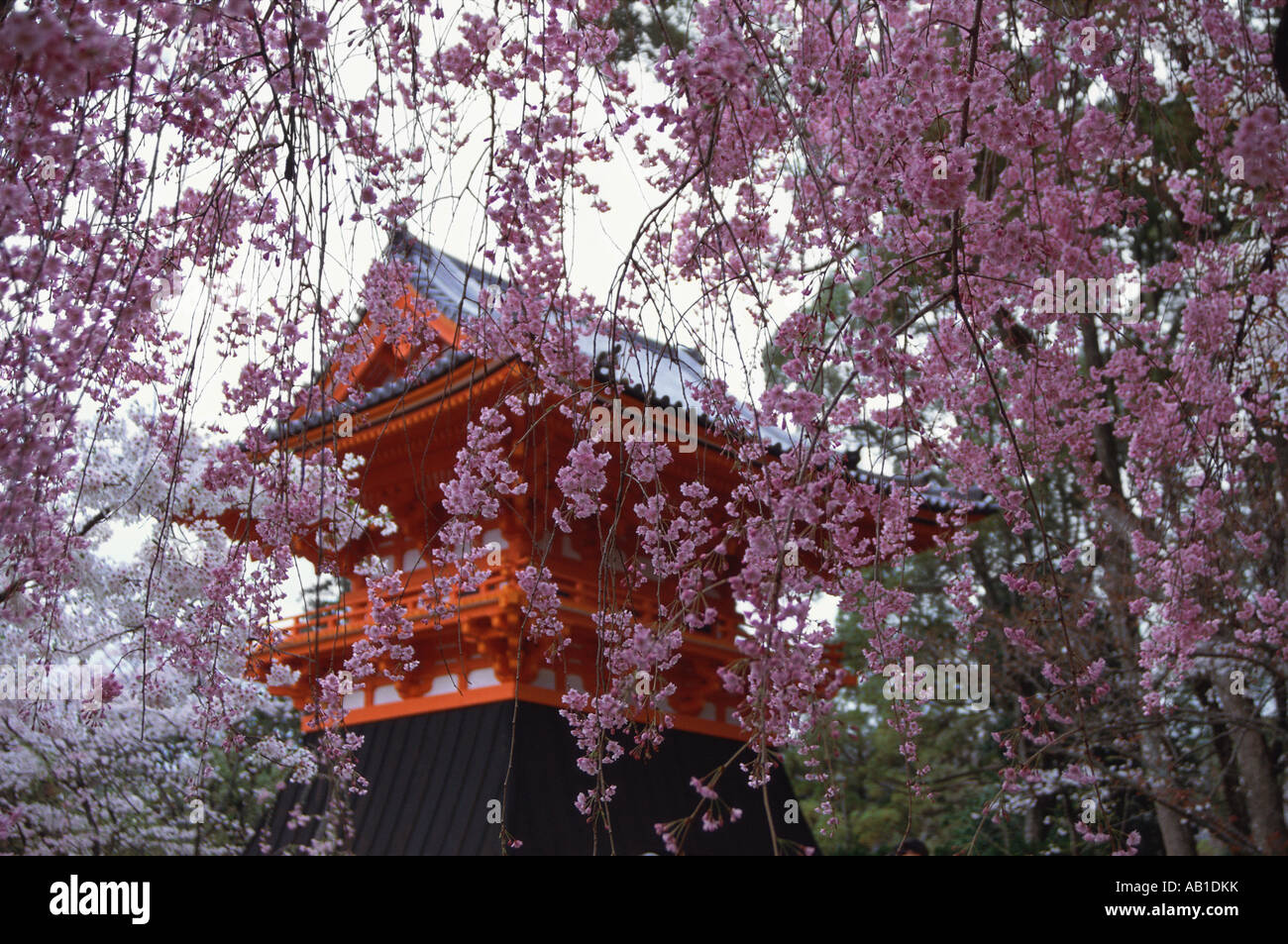 Ninnaji Temple Kyoto Prefecture Japan Stock Photo - Alamy