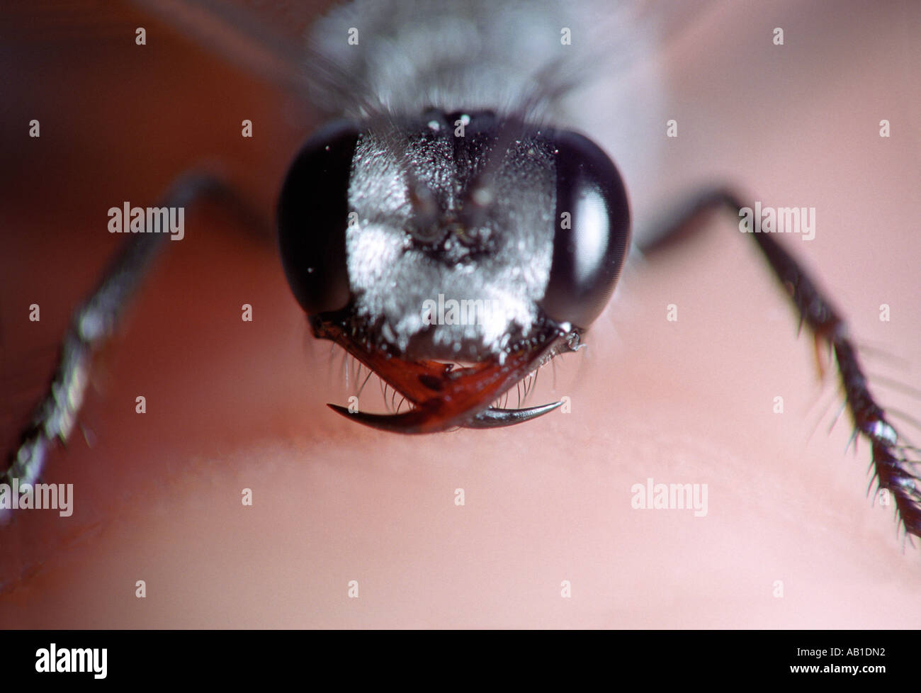 Scary Wasp High Resolution Stock Photography and Images - Alamy