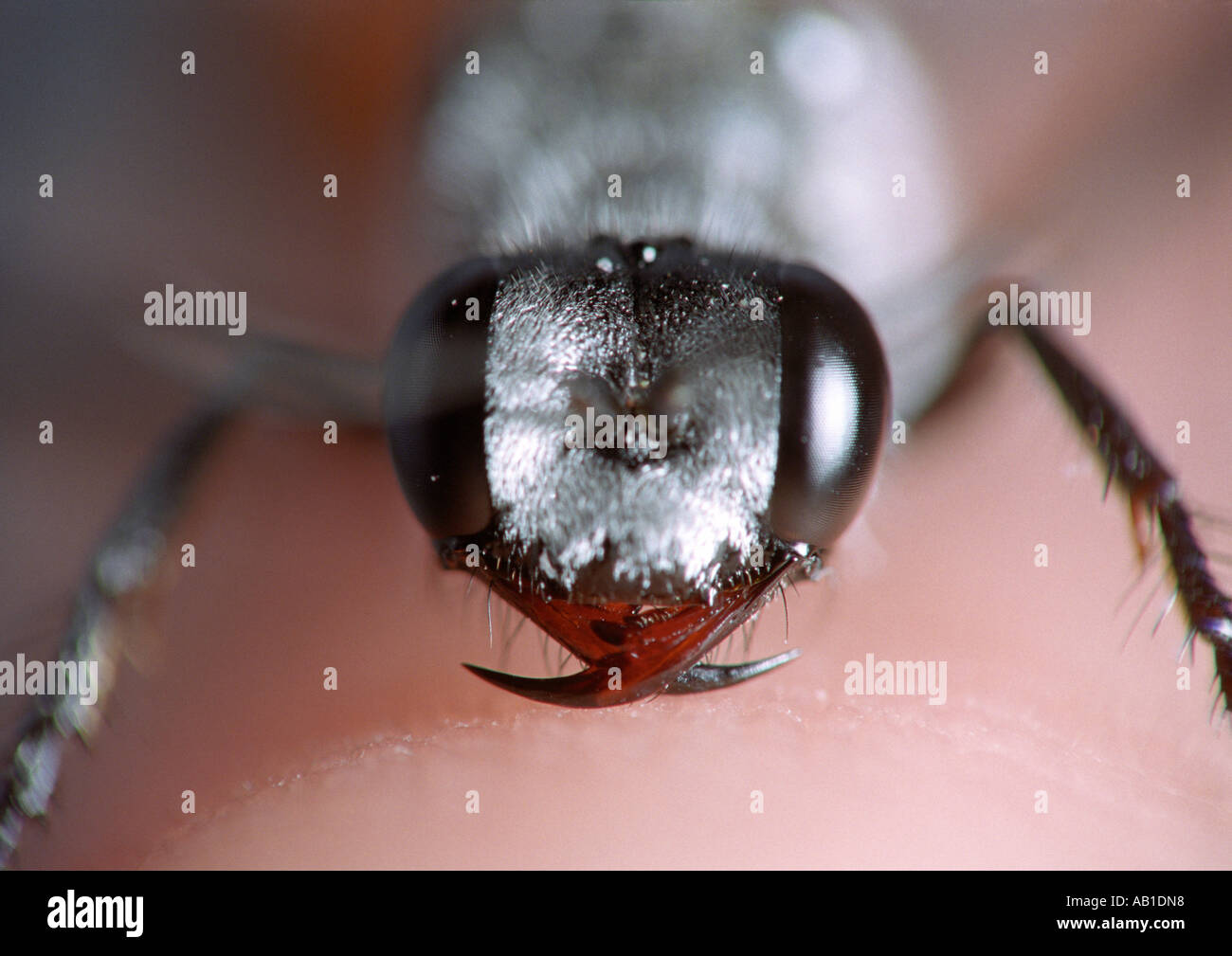 Spider-hunting wasp portrait Stock Photo - Alamy