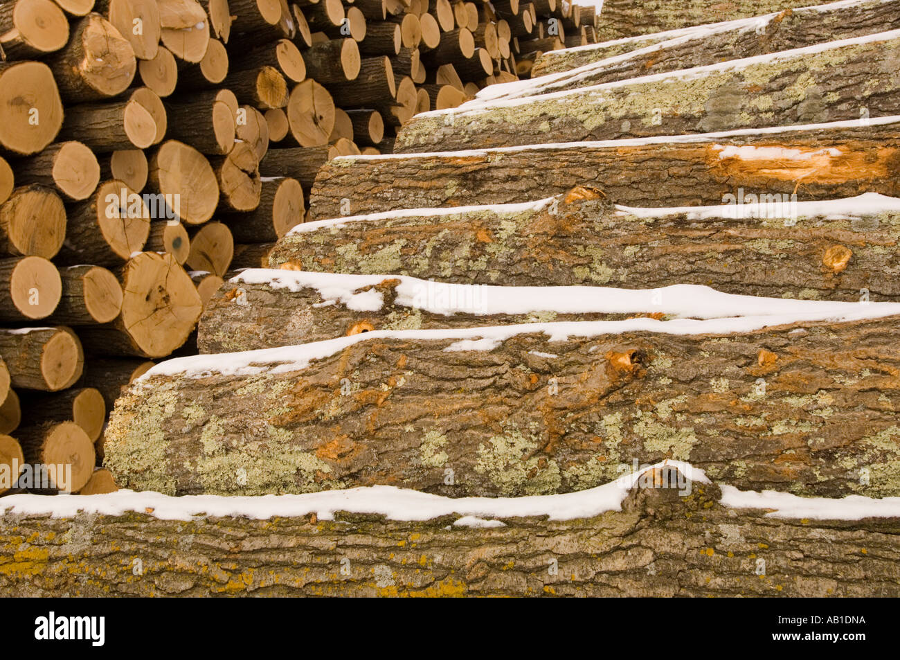 SNOW COVERED LOGS WAIT TO BE CUT INTO BOARDS Stock Photo - Alamy