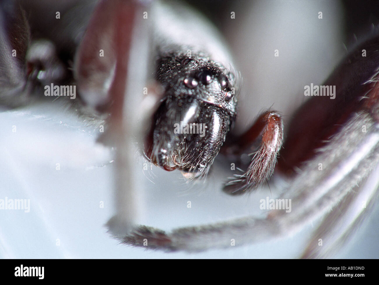 Fearsome spider hi-res stock photography and images - Alamy