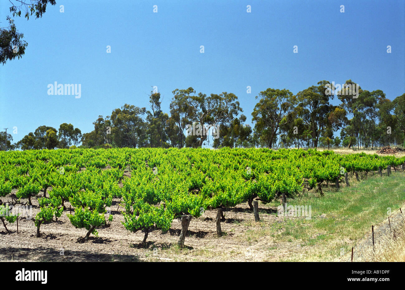 Clare valley and vineyard hi-res stock photography and images - Alamy