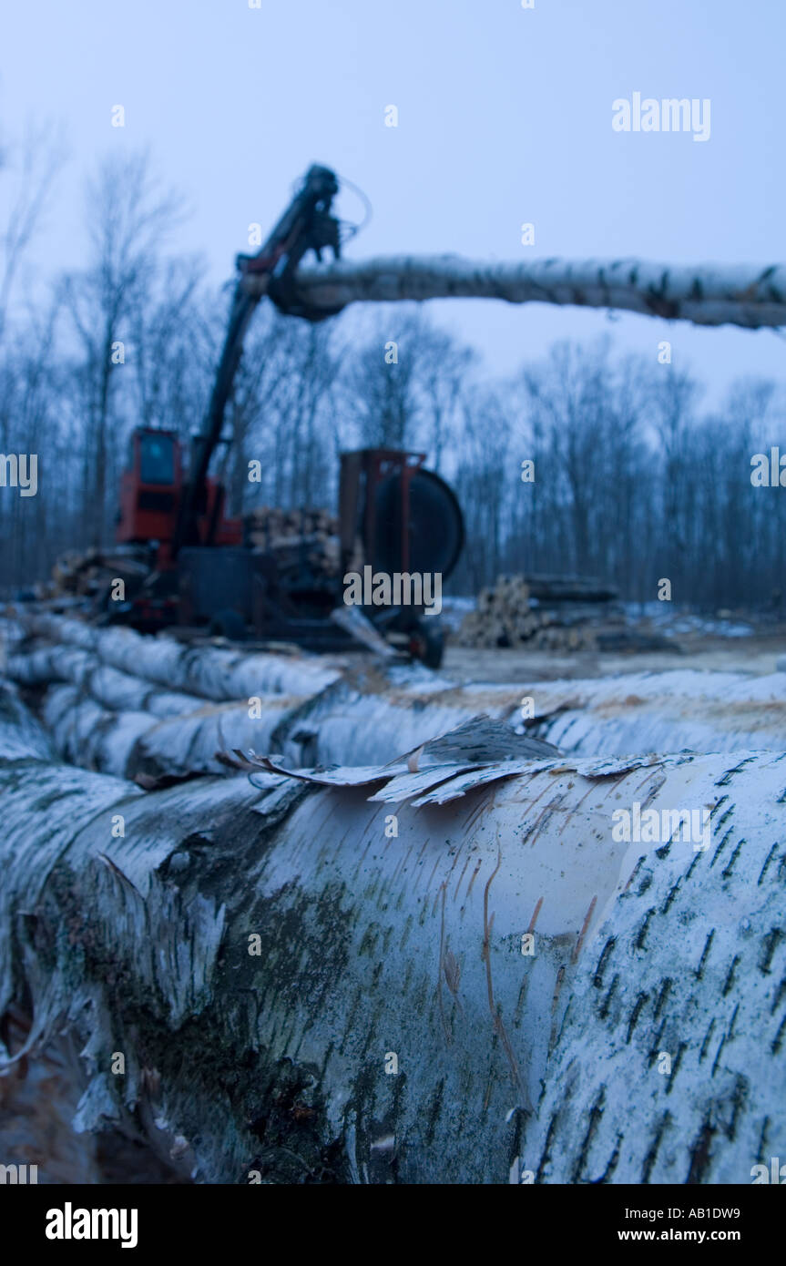 BIRCH TREES LIE IN FOREGROUND AS LOADER LIFTS BIRCH TO SLASHER TO BE ...