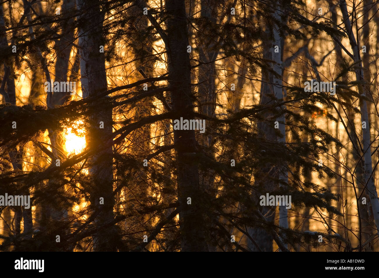 THE MORNING SUN ILLUMINATES TREES IN A FOREST Stock Photo - Alamy