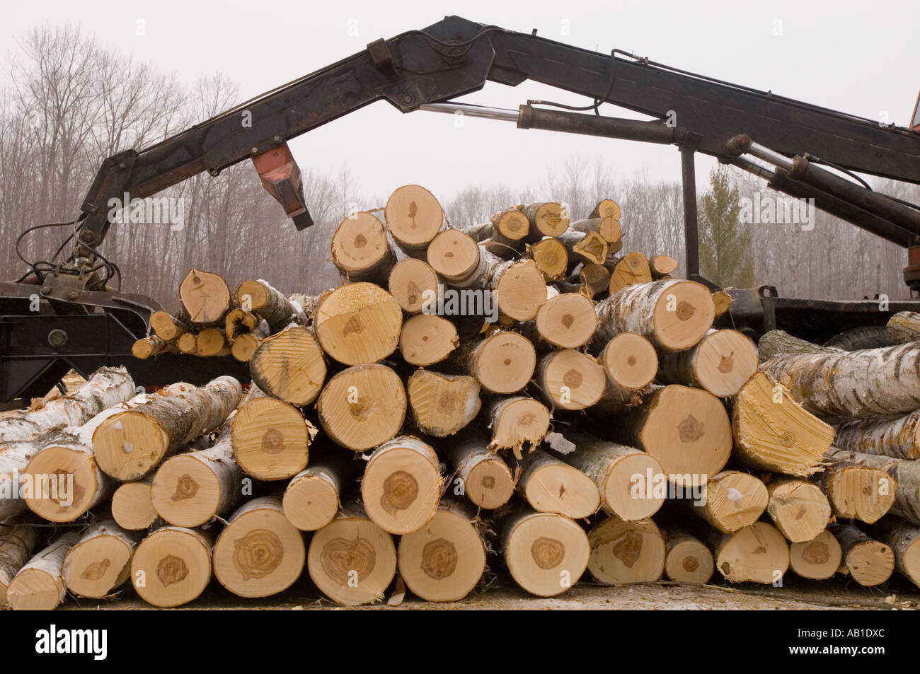 Log loader clearing forest hi-res stock photography and images - Alamy