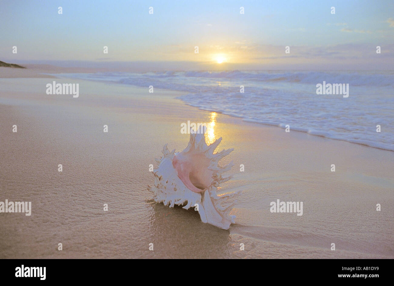 Big shell on sand beach sun over horizon Stock Photo - Alamy