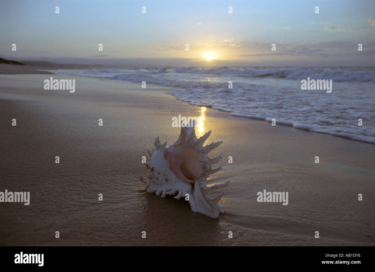 Big sea shell on sand beach sun over horizon Stock Photo - Alamy