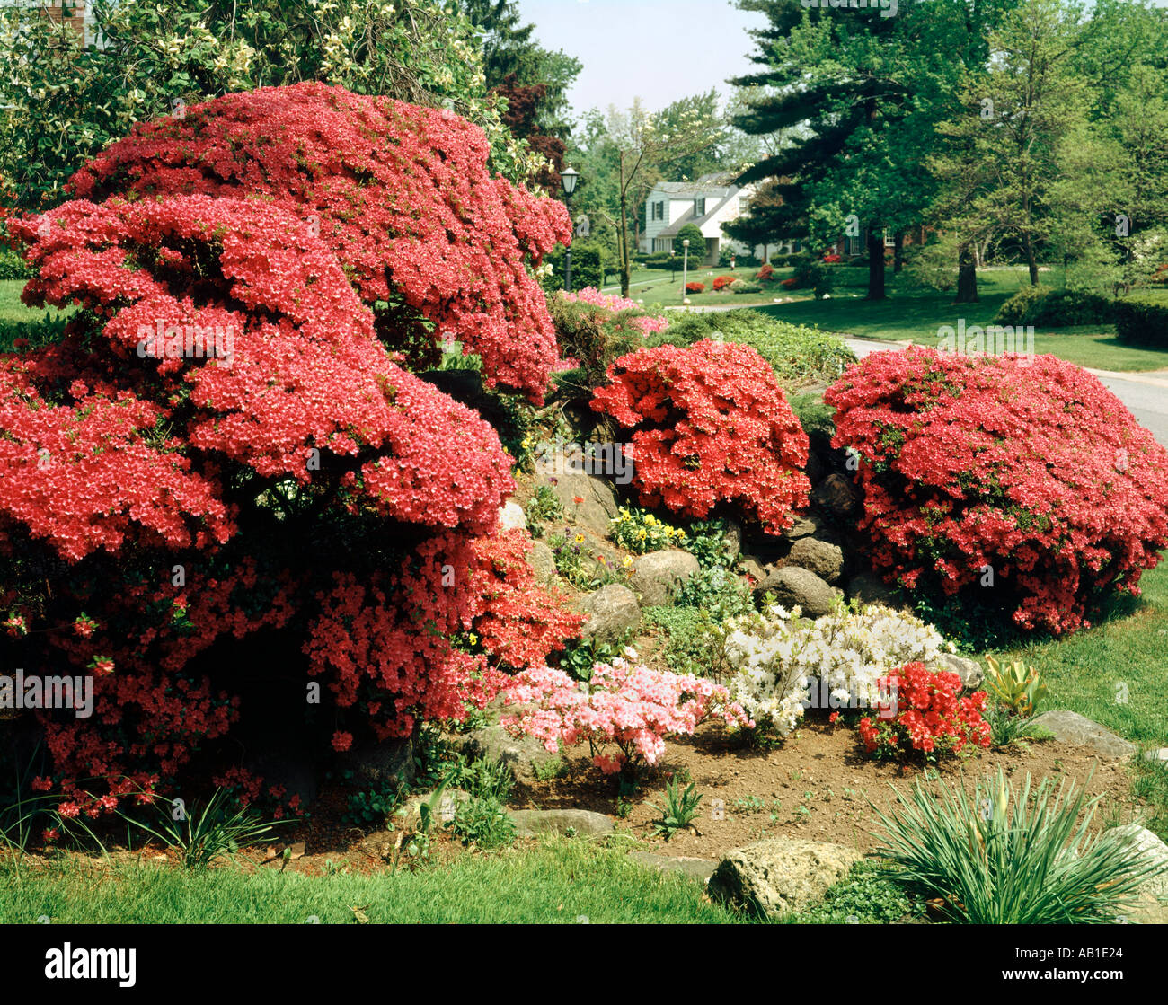 Brilliant display of Spring blooming azaleas on a suburban street ...