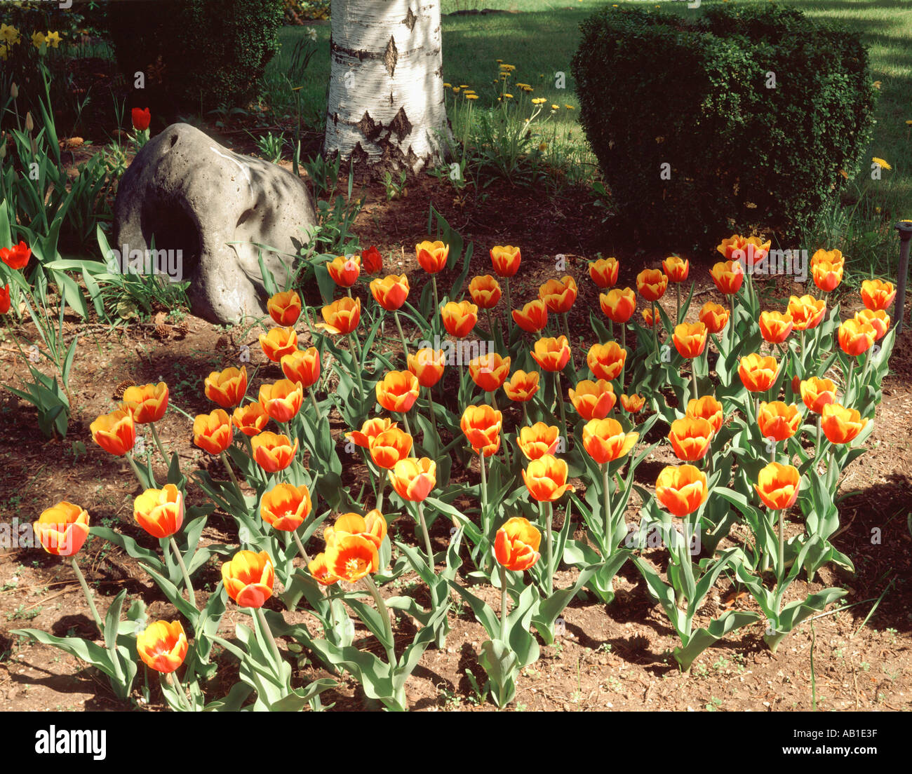 Tulips in rock garden hi-res stock photography and images - Alamy