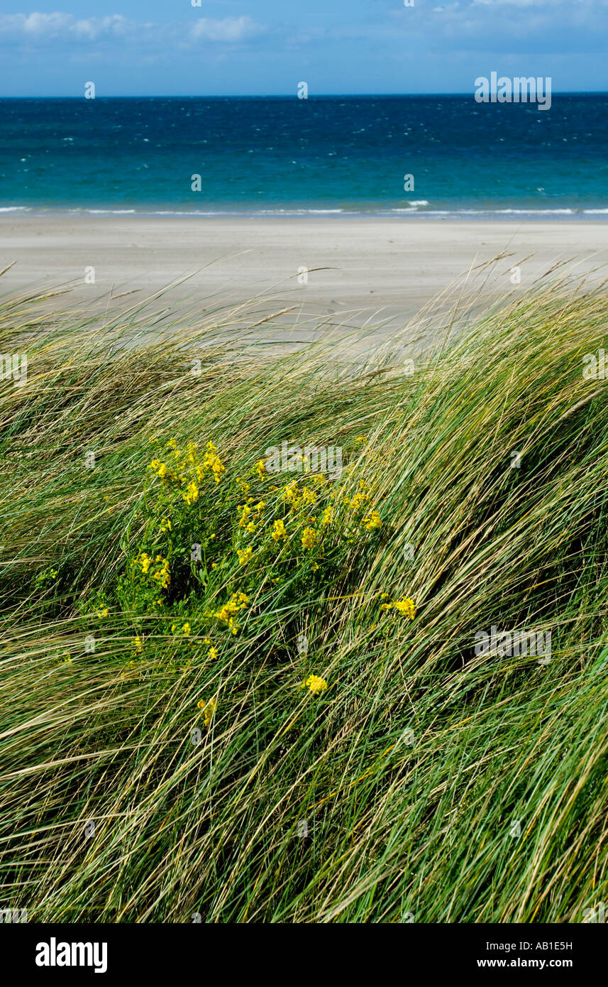 Senecio squalidus oxford ragwort in seagrass Stock Photo - Alamy