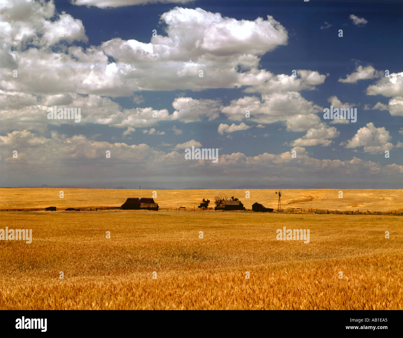 Wheat ranch in Northern Idaho just prior to harvest Stock Photo - Alamy