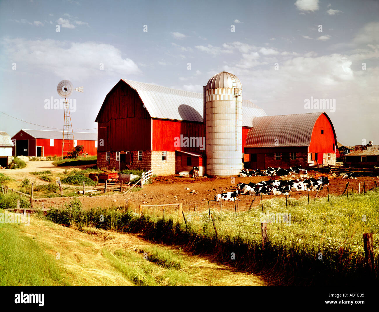 Wisconsin dairy farm showing holstein milk cows loafing waiting for ...