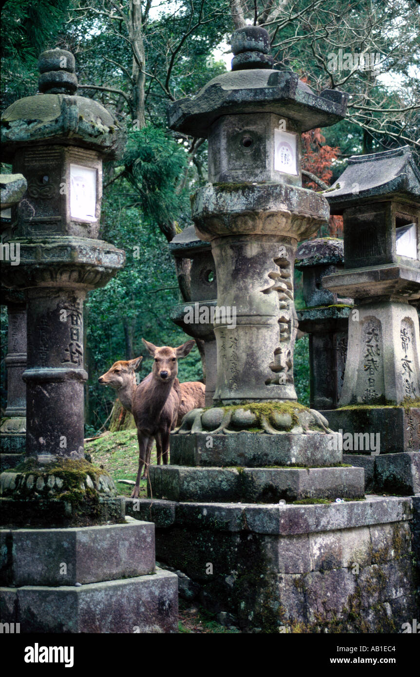 Nara park deer shrine hi-res stock photography and images - Alamy