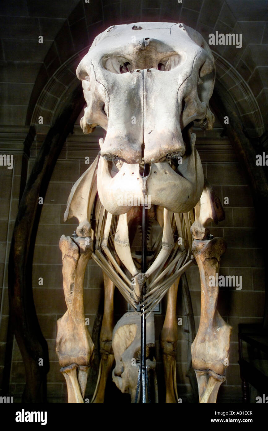Elephant Skull Front