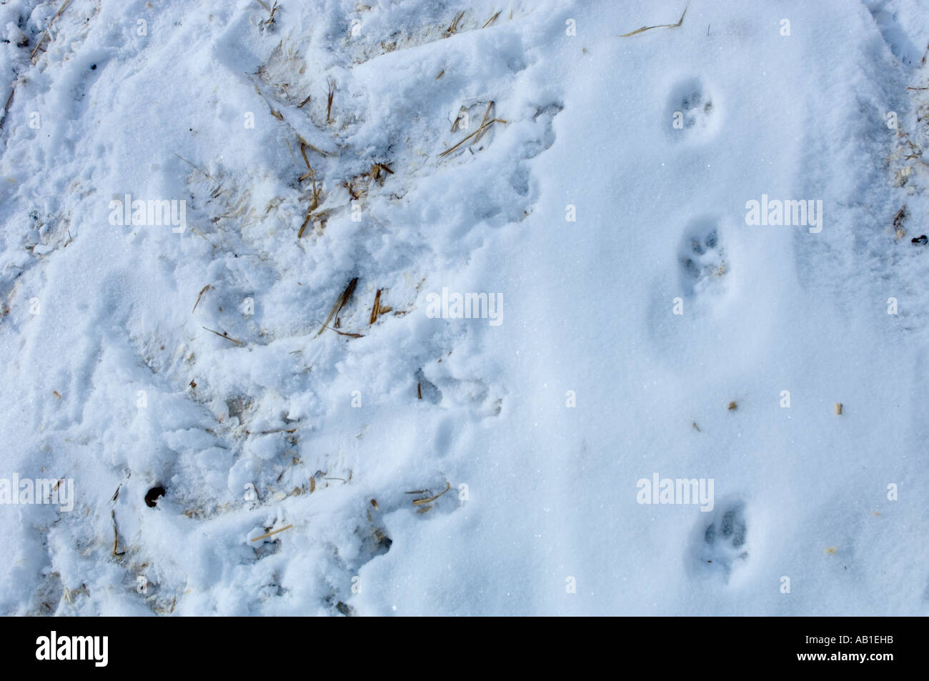 FOX TRACKS ALONG SIDE A TIRE TRACK FROM SKIDDER Stock Photo - Alamy