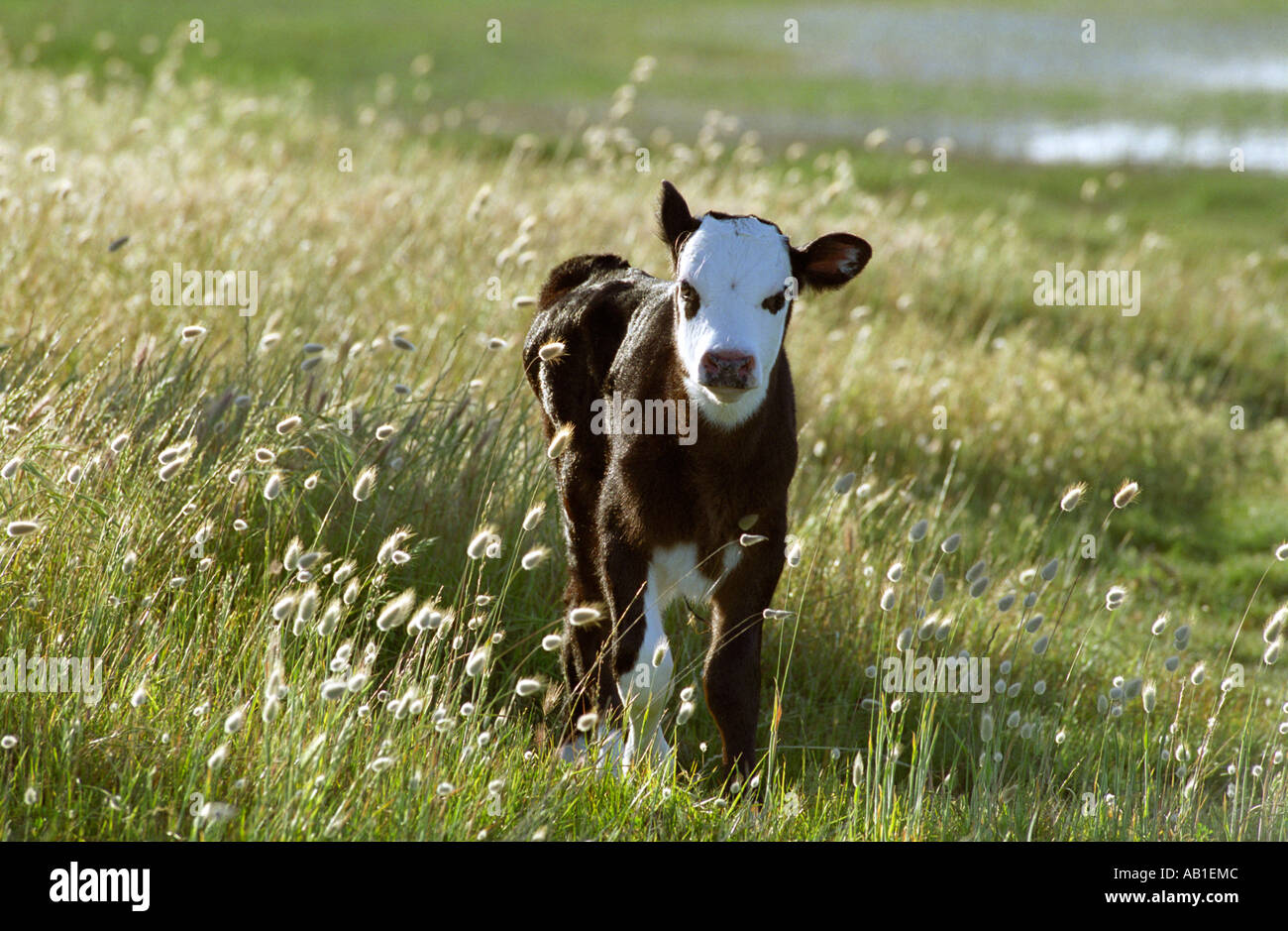Cute Dairy Calf