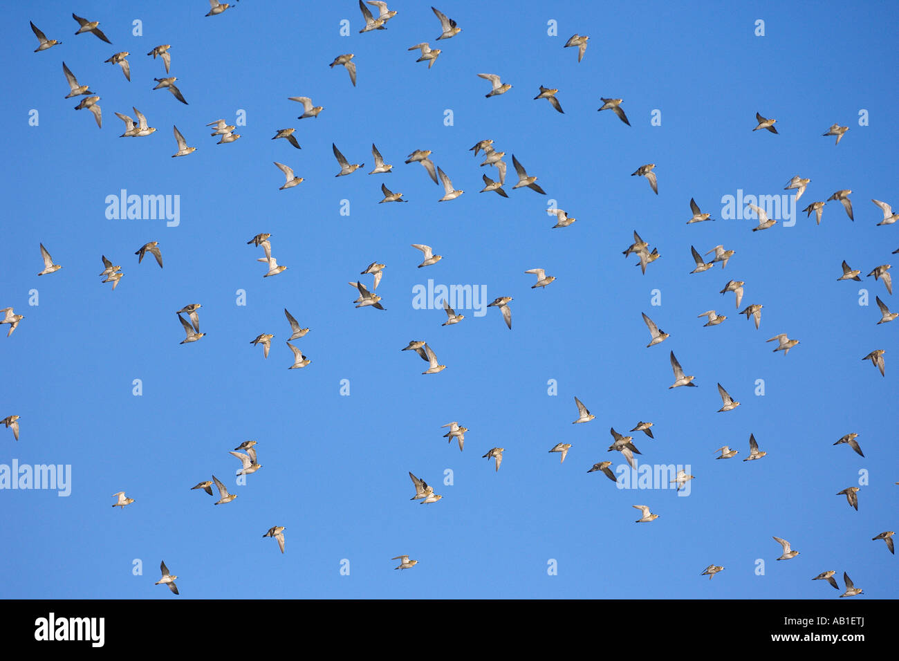 Golden plover Pluvialis apricaria winter flock in flight Norfolk ...