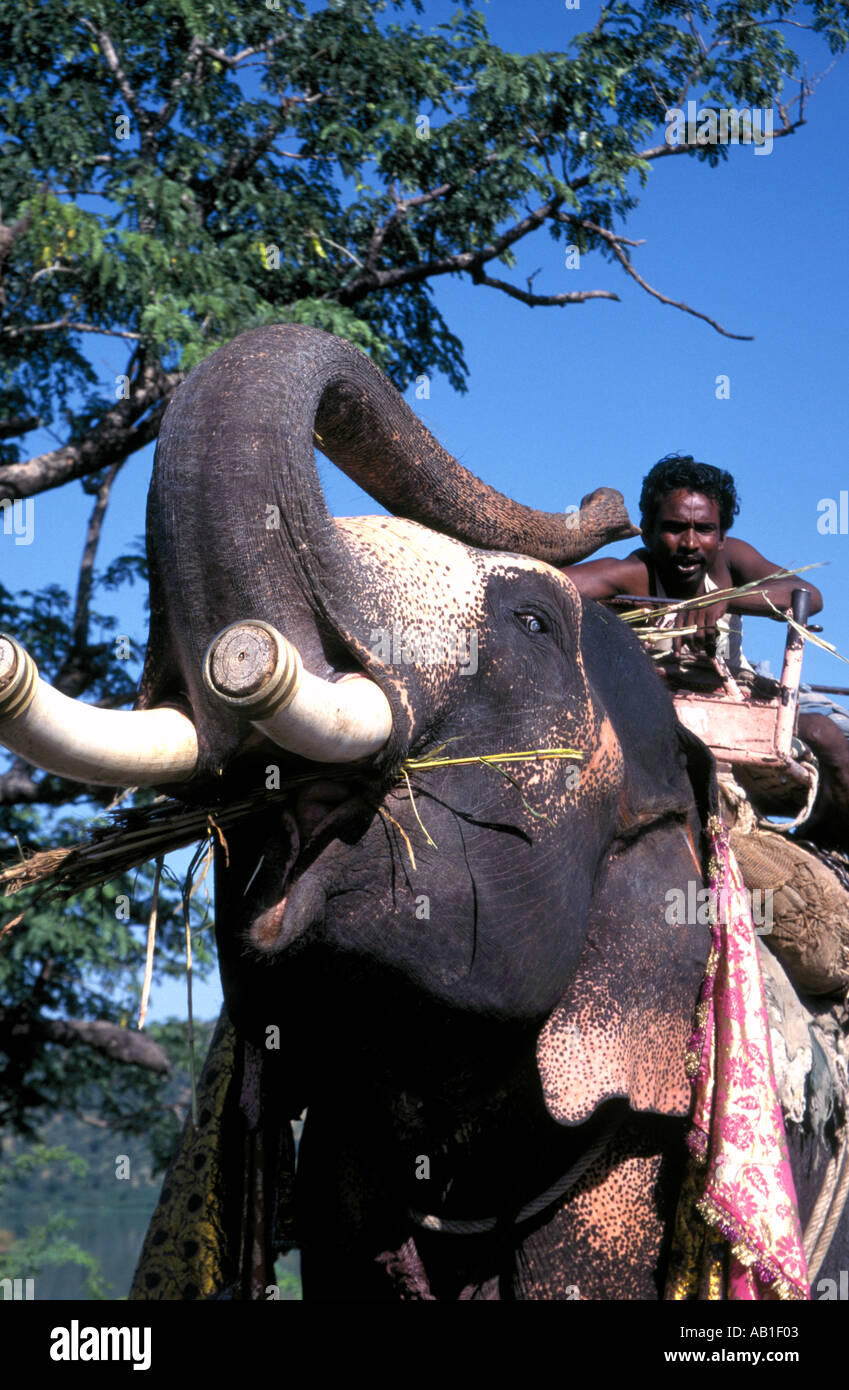 Mahoot on top of elepant hi-res stock photography and images - Alamy