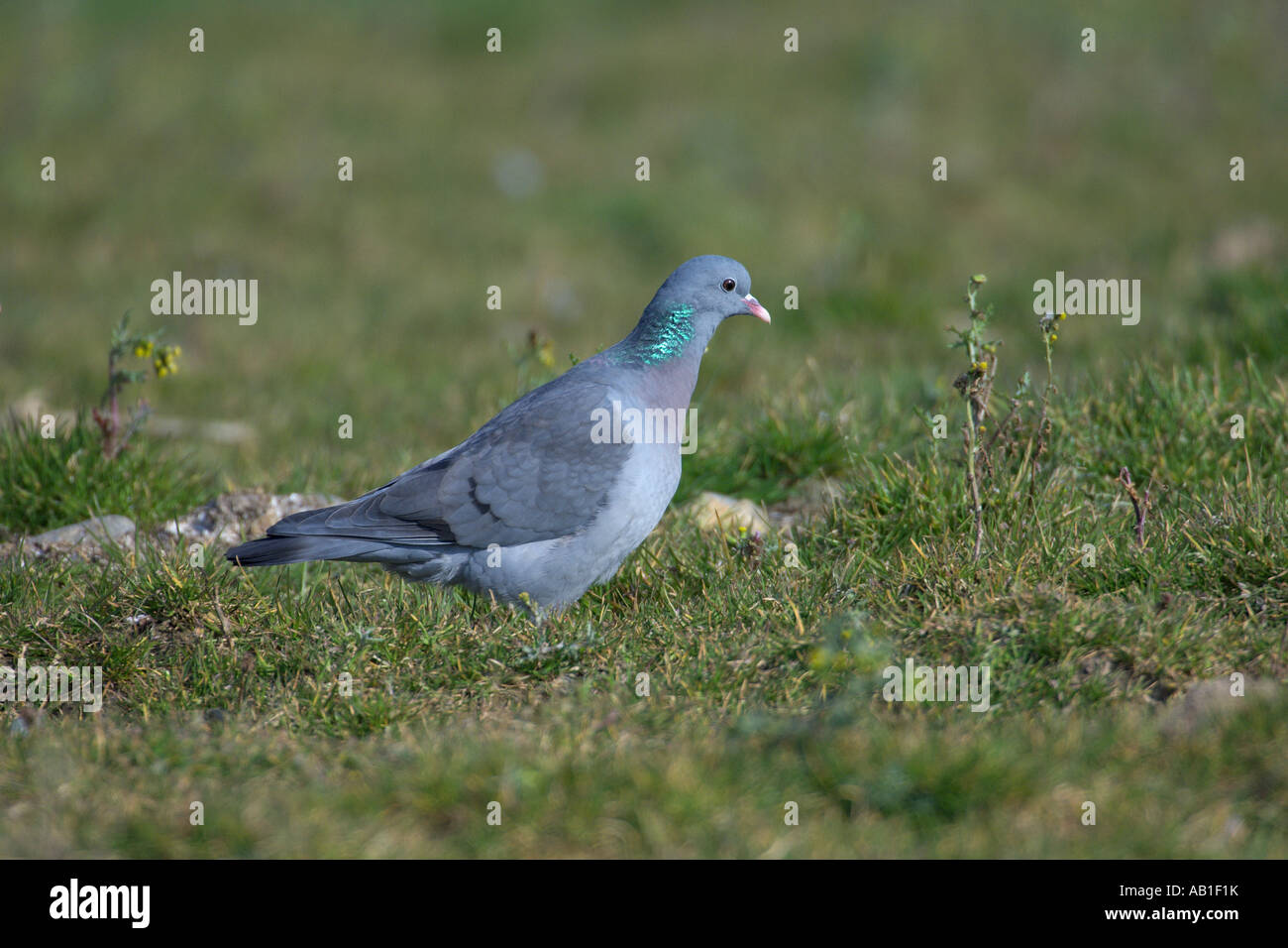 Stock dove or stock pigeon Columba oenas feeding in agricultural set ...