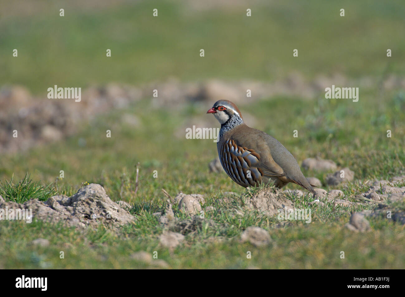 Red legged partridge hi-res stock photography and images - Alamy