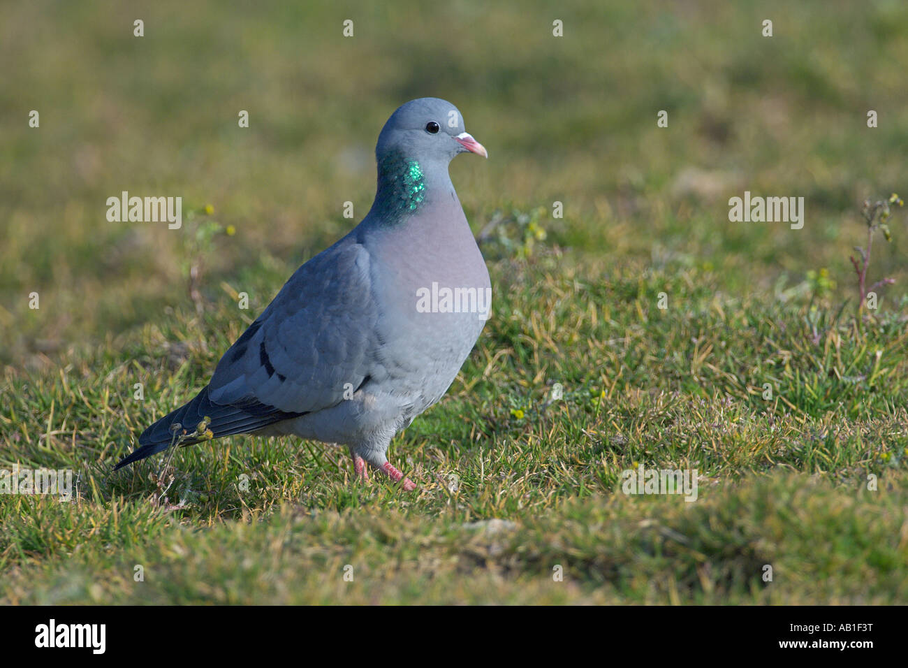 Stock dove or stock pigeon Columba oenas feeding in agricultural set ...