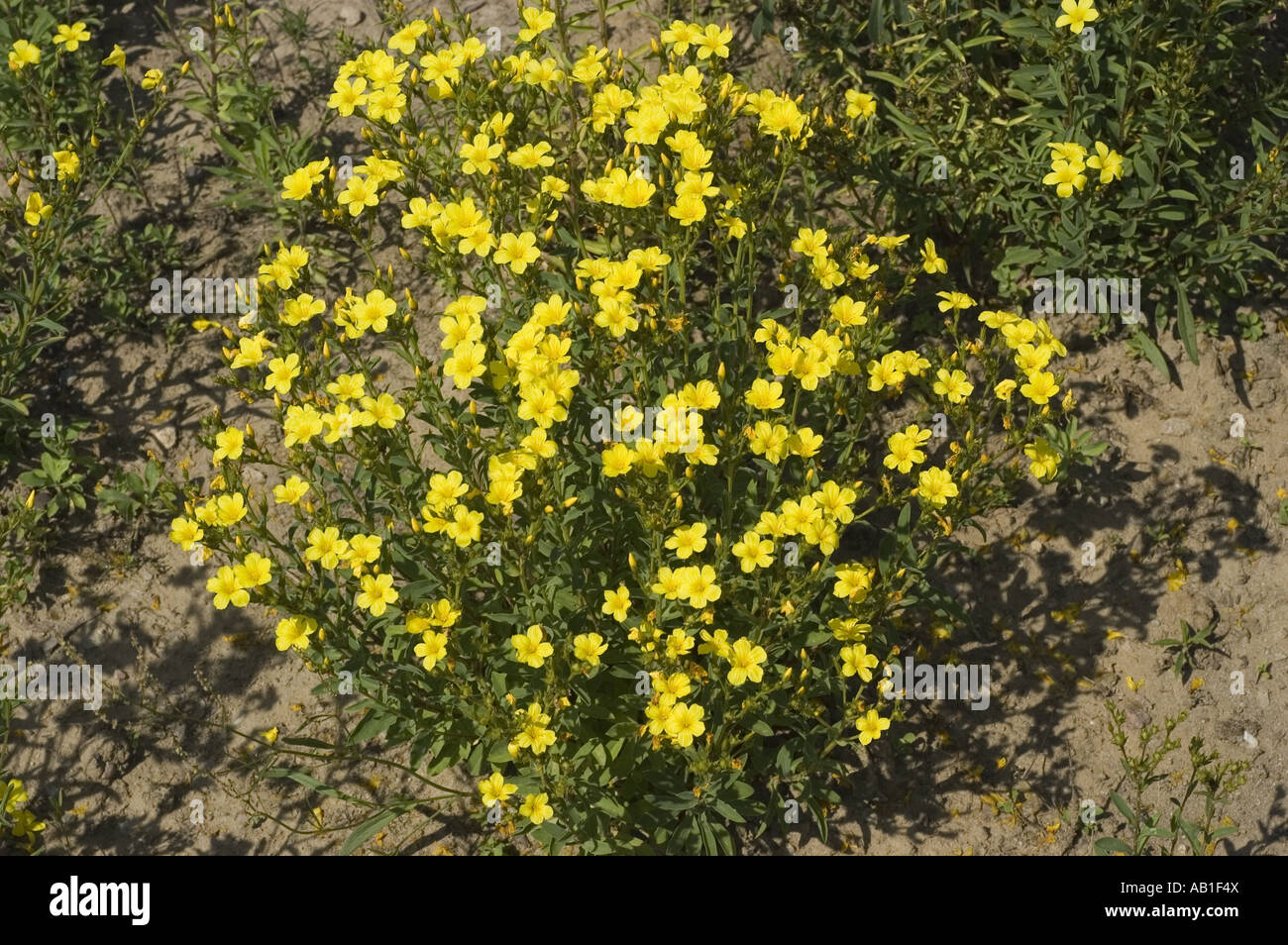 Yellow flowers of Golden flax - Linum flavum Stock Photo - Alamy