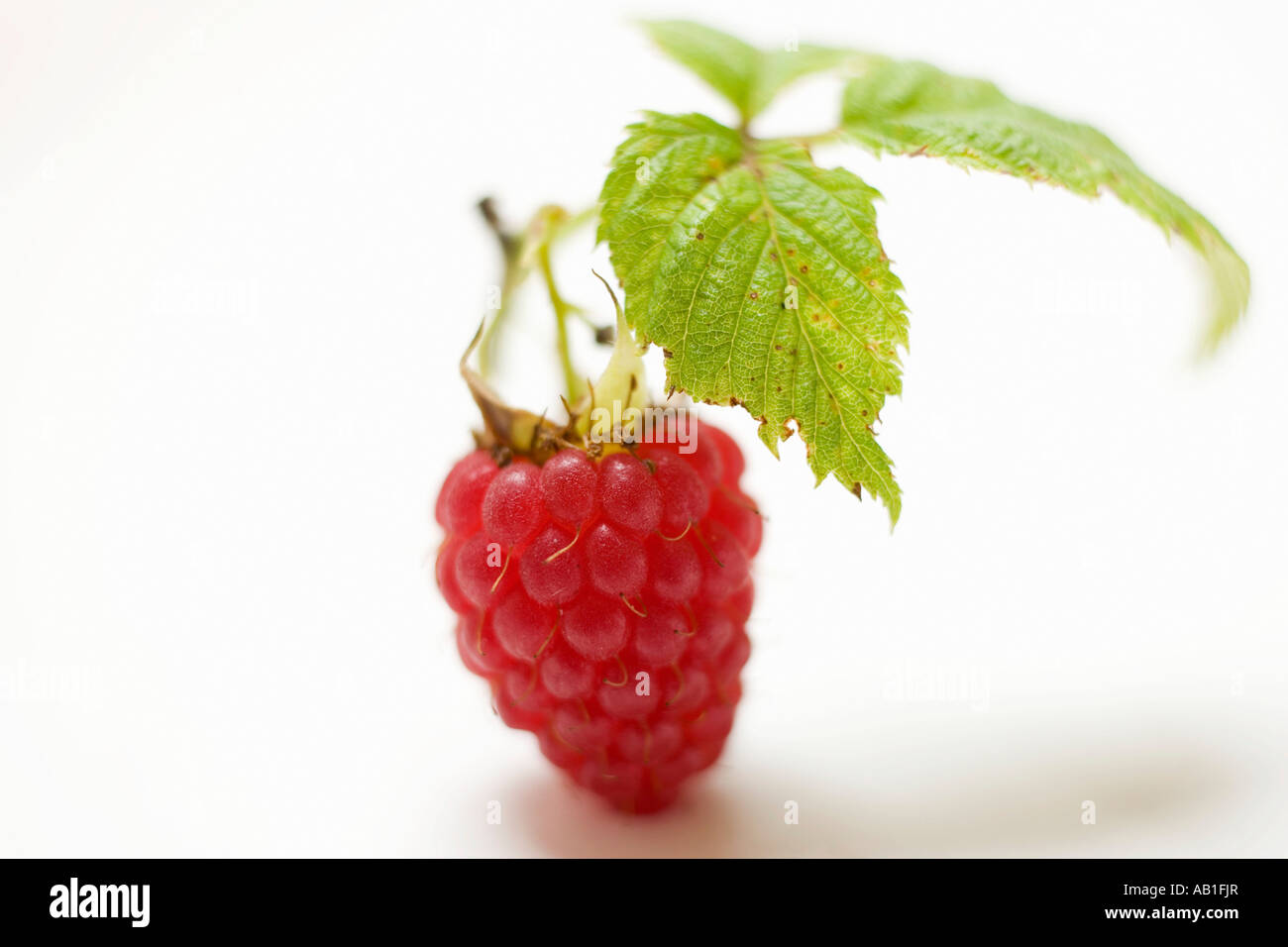 A raspberry with twig and leaves close up FoodCollection Stock Photo ...