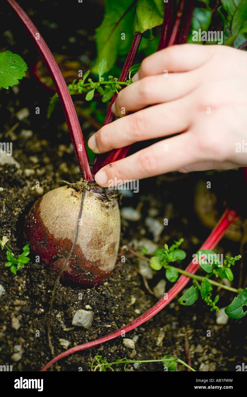 Hand picking beetroot in a vegetable bed FoodCollection Stock Photo - Alamy