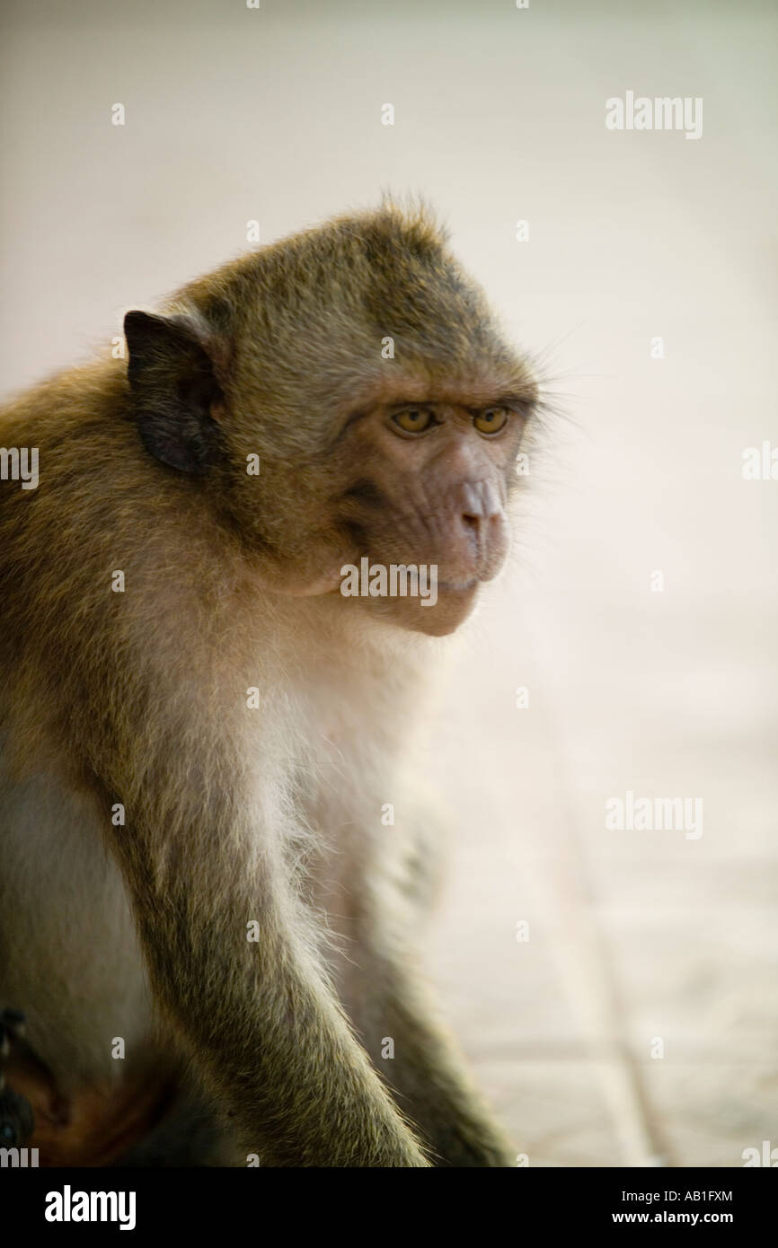baboon looking thoughtful Stock Photo - Alamy