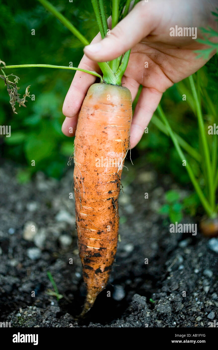 Hand pulling a carrot out of the ground FoodCollection Stock Photo - Alamy
