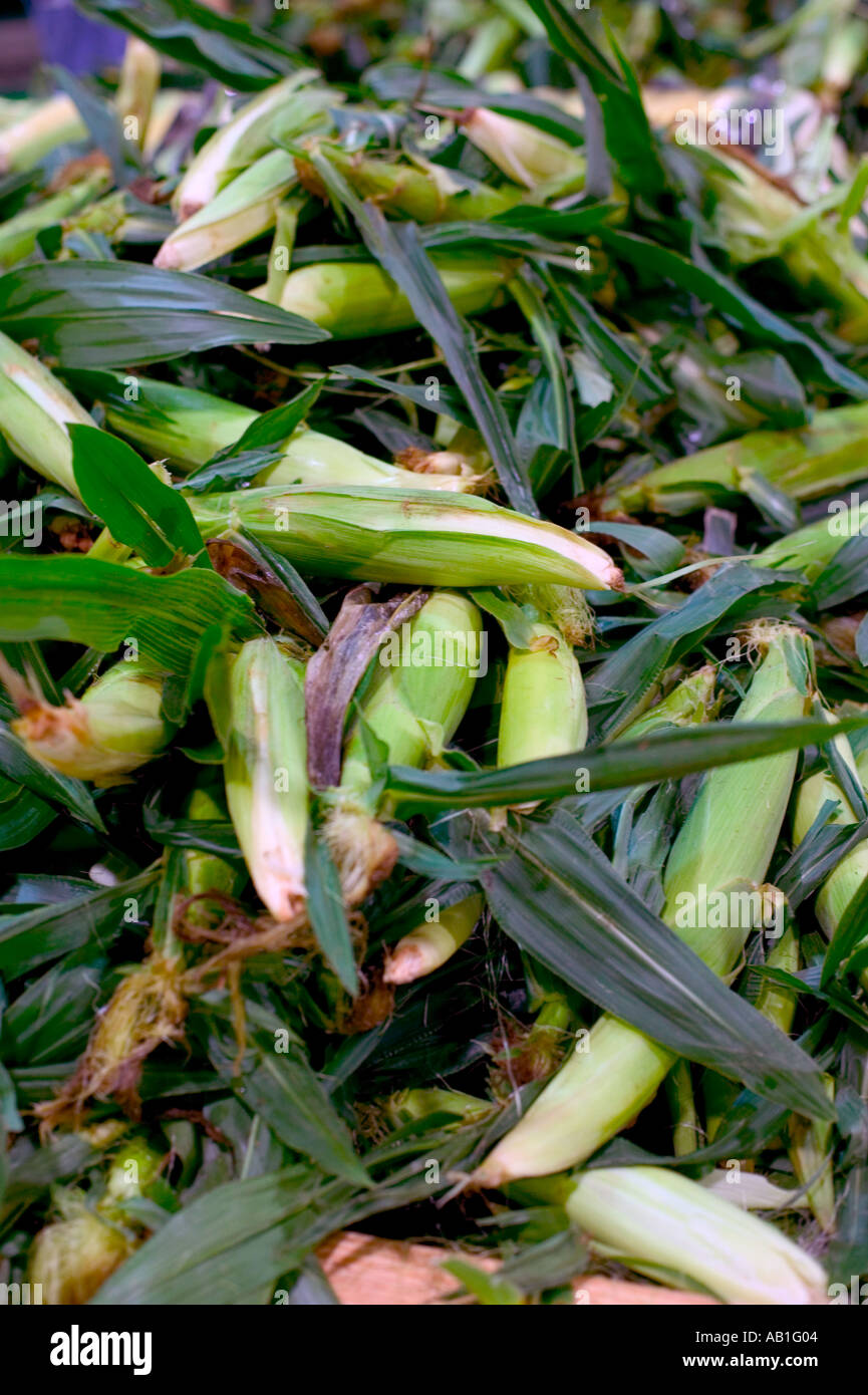 corn ear fresh yellow white sweet bicolor vertical view color cuisine ...