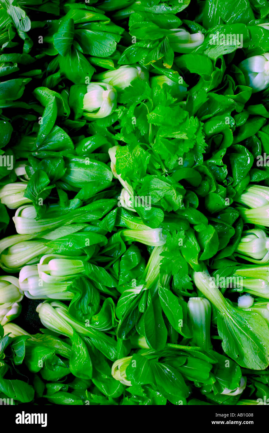 pak poc boc bak choy celery oriental chinese japanese korean asian ...