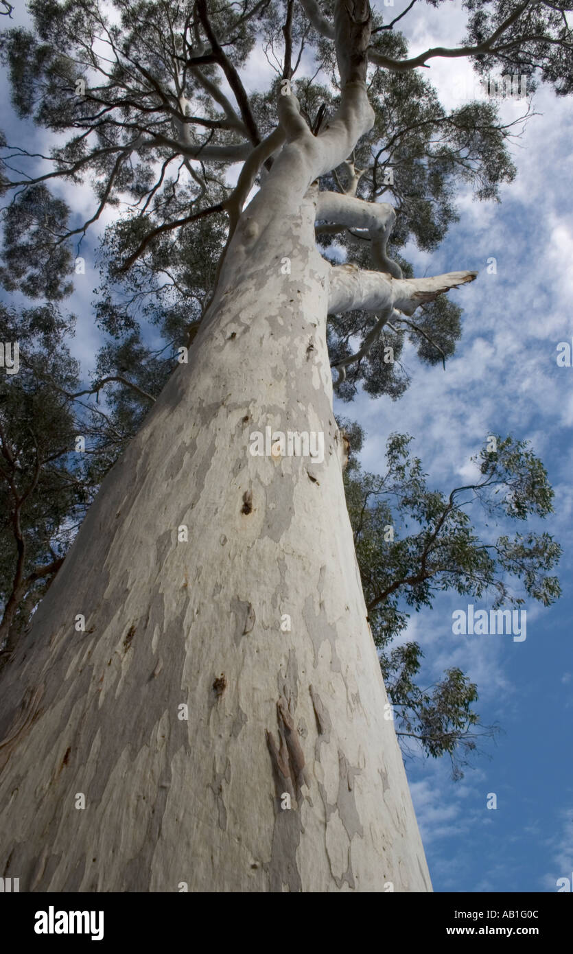 Australian Eucalyptus tree Stock Photo - Alamy